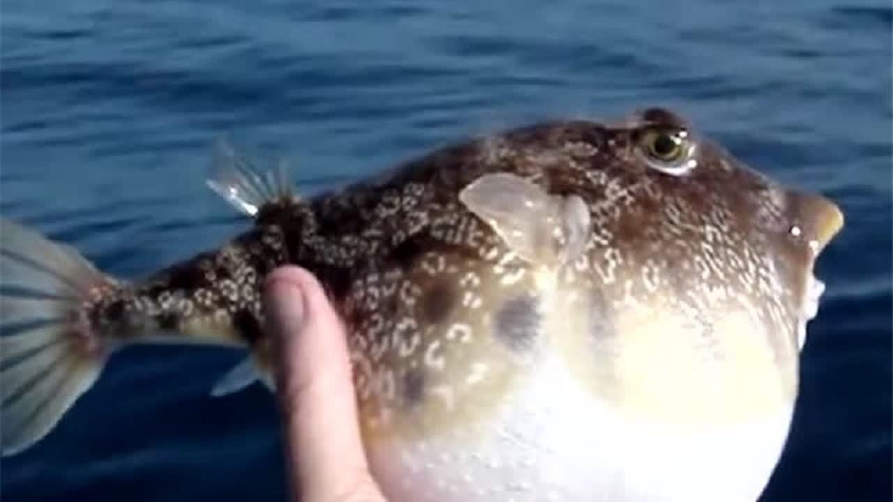 .皮皮虾遇到河豚后,竟想把它扎爆,网友:你是来...