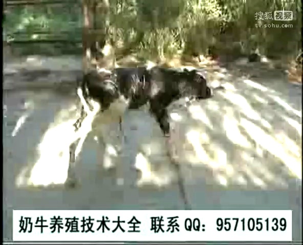 奶牛养殖业会计核算