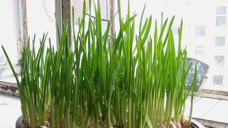 不用土也能种蒜苗,学会不用花钱买了,早学早收益