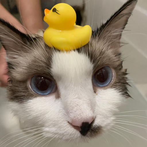 张金宝是彩笔王 