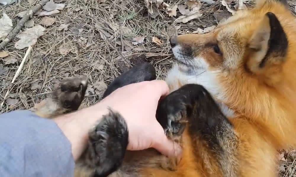 宠物狐狸,每天早上起床做的一套动作,仪式感满满