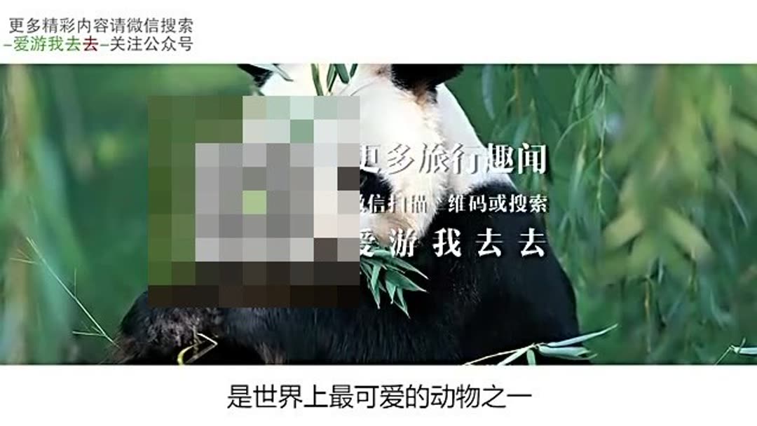 中国十大濒危动物,我们与之共存