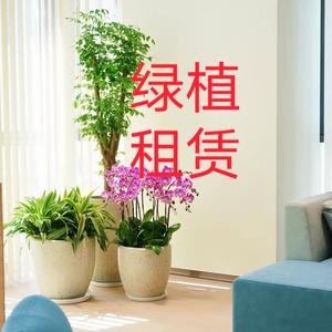 园艺人朱先生长沙绿植租赁 