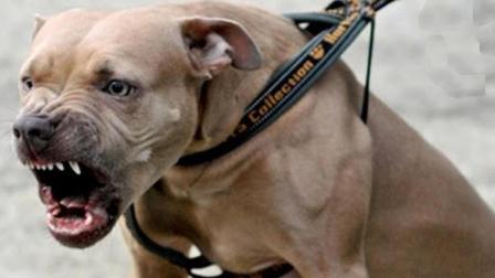 盘点世界上十大凶猛的犬, 排名第一的当之无愧