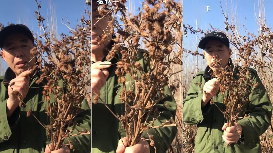 苍耳子,又叫老苍子、道人头、刺八裸、苍浪子等,属于常用中草药,具有...