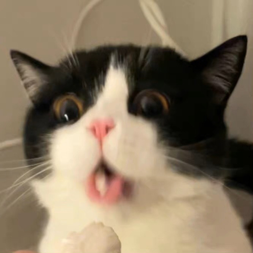 彤可爱ovo 