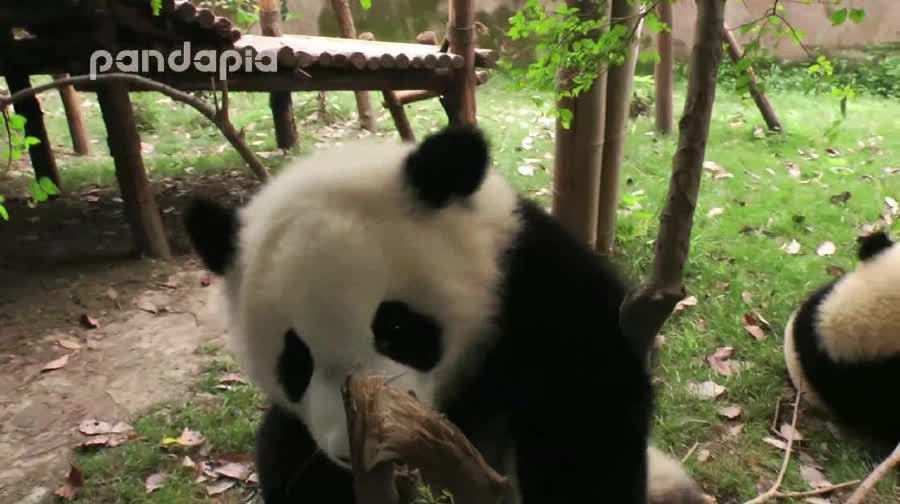 有这几只熊猫在,这些小树长大是不可能的,心疼这些小树