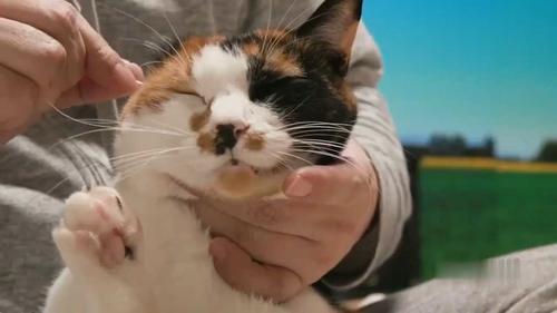 用棉签给猫咪清理耳朵,猫咪表现好乖,好像还很享受