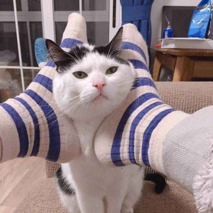 一月弦子 