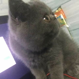 论文代写硕博执笔 