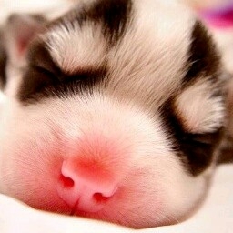 爱旅游的软小米 