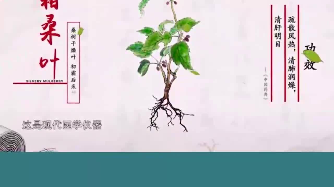 桑树一身都是宝,叶子 霜桑叶,果实 桑葚,皮 桑白皮