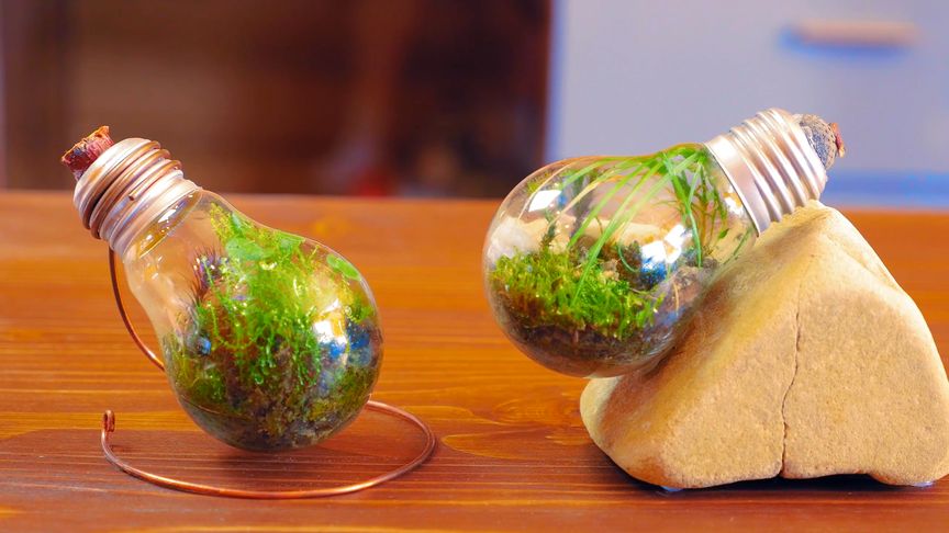 废旧灯泡打造微型生态系统,孩子盯住一看就是一天