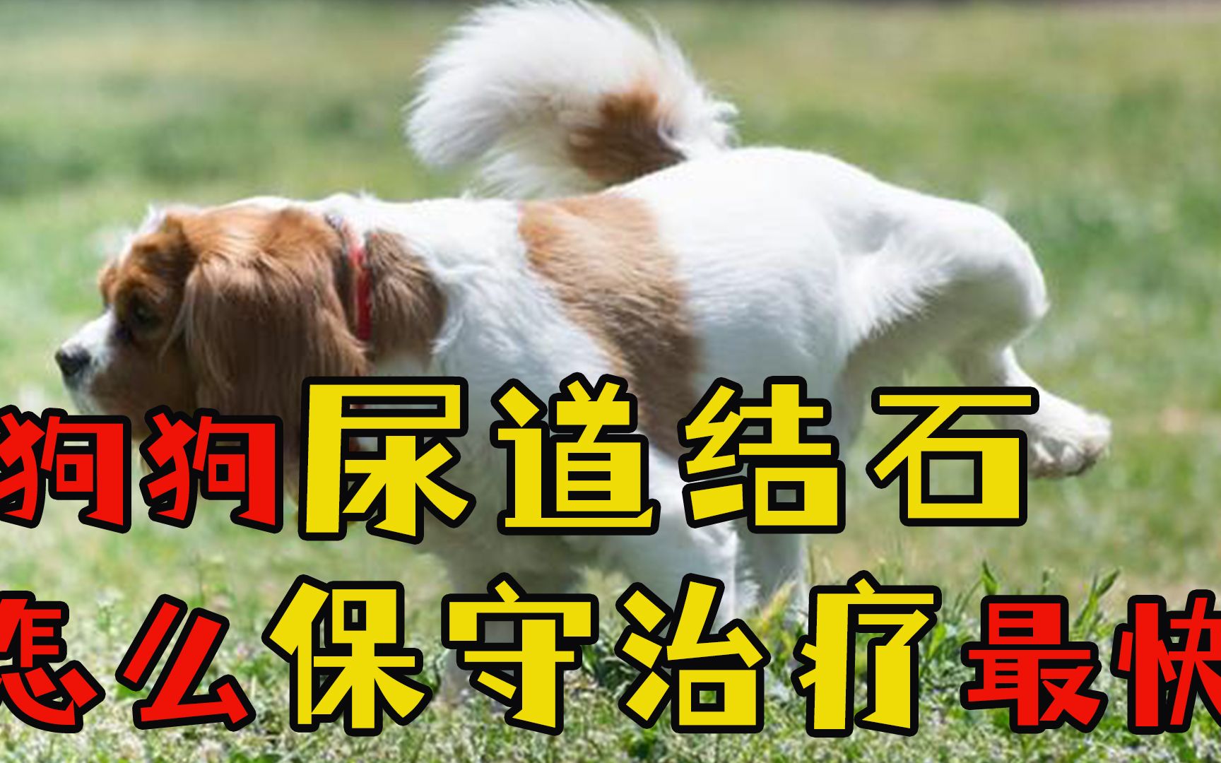 狗狗尿道结石怎么保守治疗最快