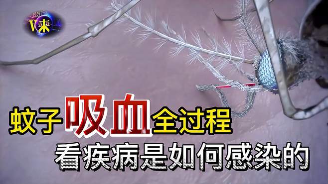 蚊子吸血传播疾病全过程