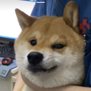 待我重回巅峰 