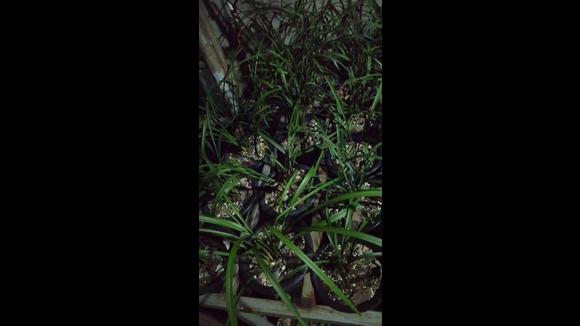 这是什么品种的兰花