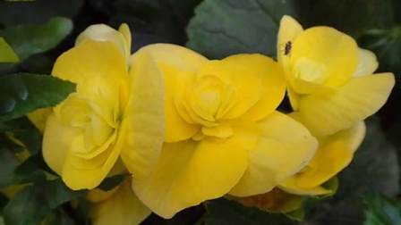 百花相册(1)