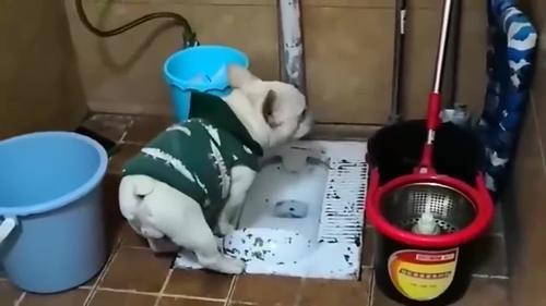 听到卫生间有动静,走进一看发现狗在刨马桶,这只狗还能要吗