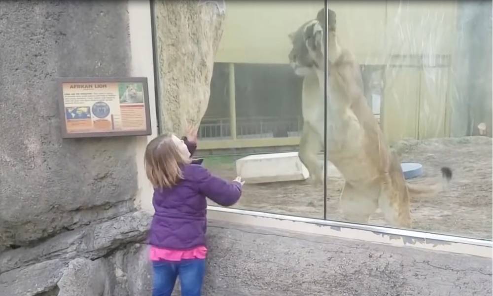 爆笑萌娃:宝宝们都在看的 动物园奇趣模仿秀,一起来看!