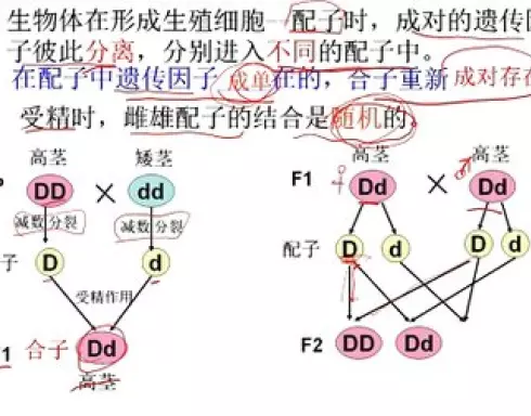 分离定律 2课时