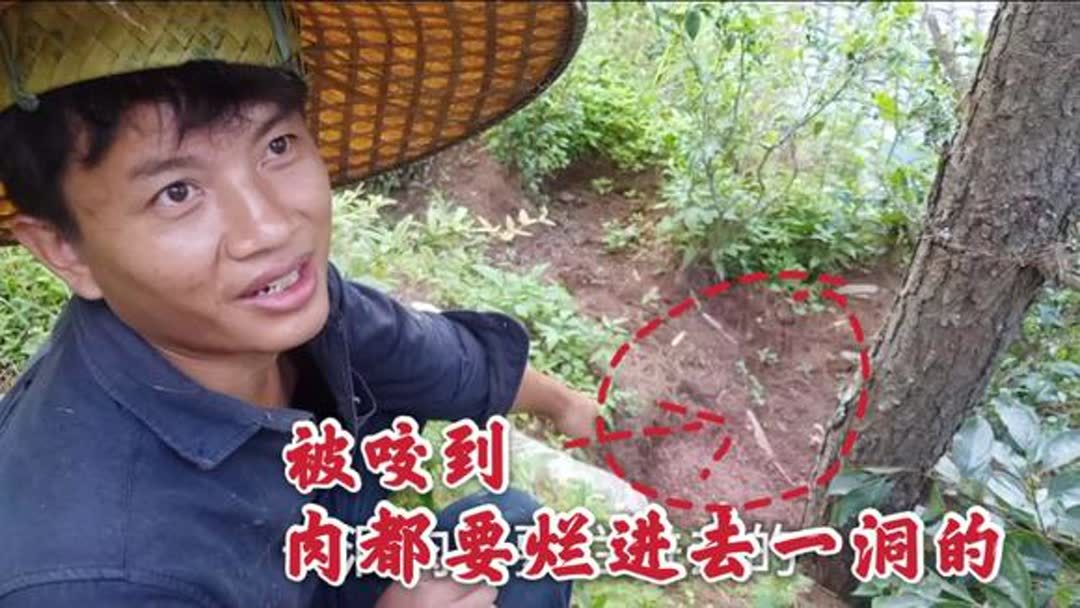 云南原始森林深处,小伙涉险近距离观察致命黄蜂,意外发现秘密!
