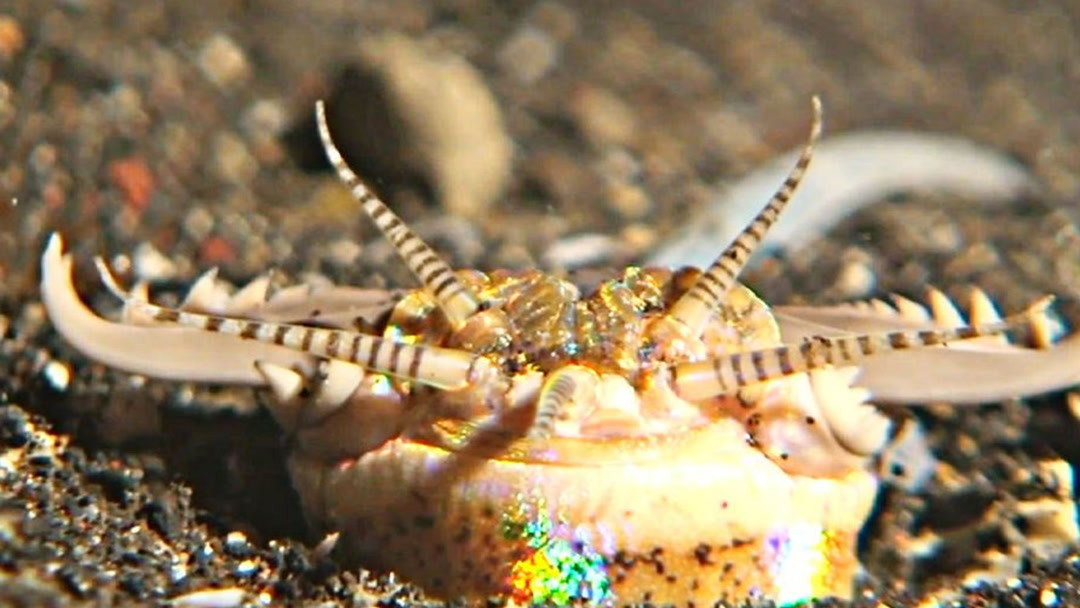 动物世界:海洋生物蠕虫,怎么捕捉猎物!