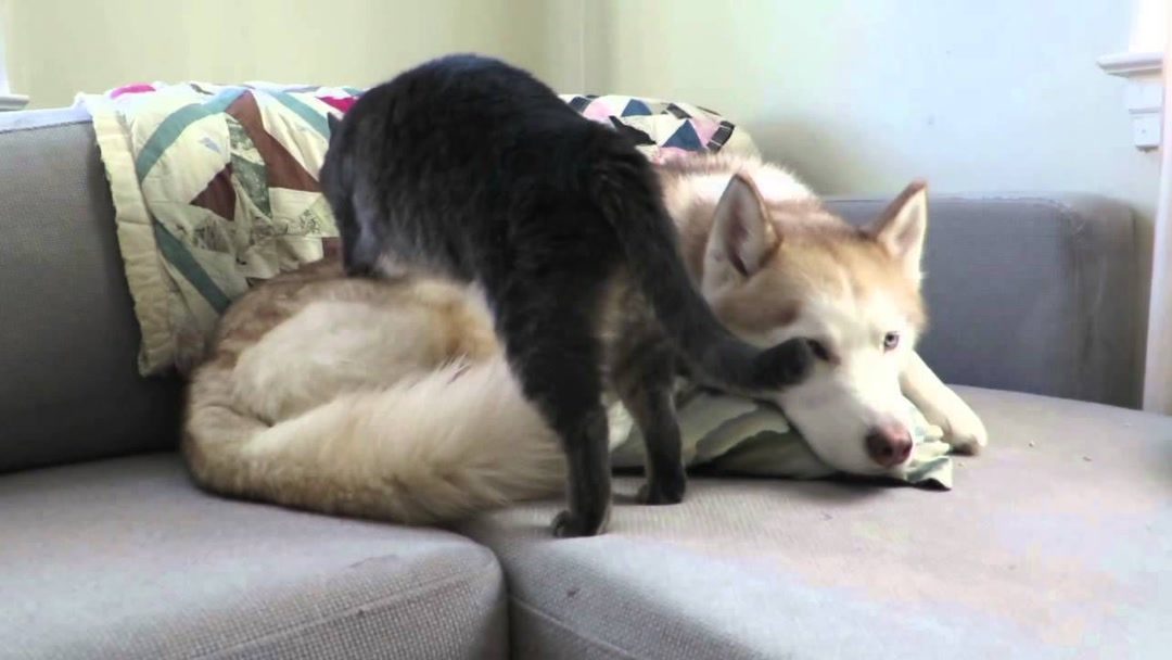 狗狗躺在沙发上休息,猫咪见状上前为其按摩,场景温馨令人动容