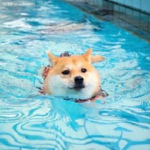 篮球胖柴 