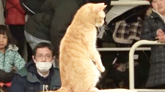 见过杂技团里猴子、大象的表演,喵星人表演还是第一次见