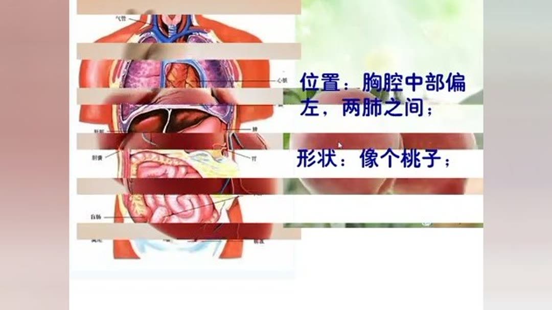 【陕西省首届微课大赛】心脏的结构(人教版生物七下,富县沙梁初