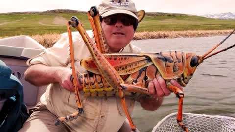 盘点世界上最大的虫子!不可思议!它竟然能够捕食鸟类!