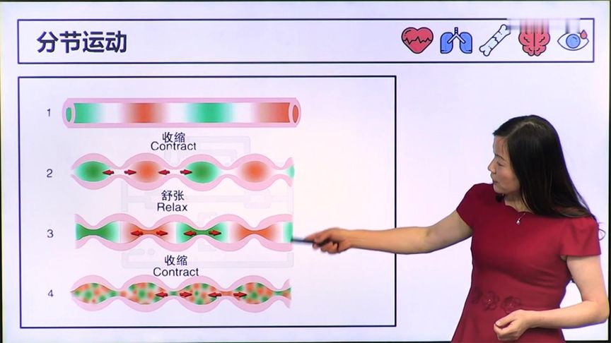 医学基础:8.4消化系统的结构和功能—小肠内消化
