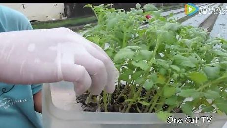 农业种植枝术:小番茄植苗方法