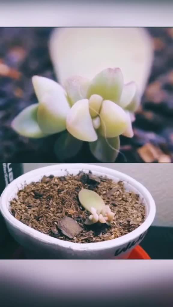 Amazing 3周延时摄影记录叶插苗生长全过程,终于明白多肉生长速度了...