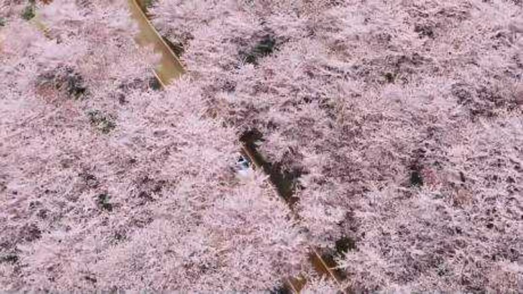 今年武汉的樱花太美了