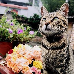 猫猫星的太阳花 
