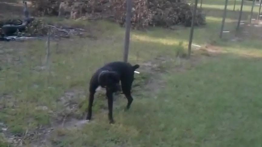 狗狗对着电网撒尿,本意是标记地盘,下一秒就是终生阴影