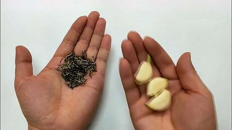 大蒜和茶叶泡水喝,还有这样的作用,后悔现在才知道!