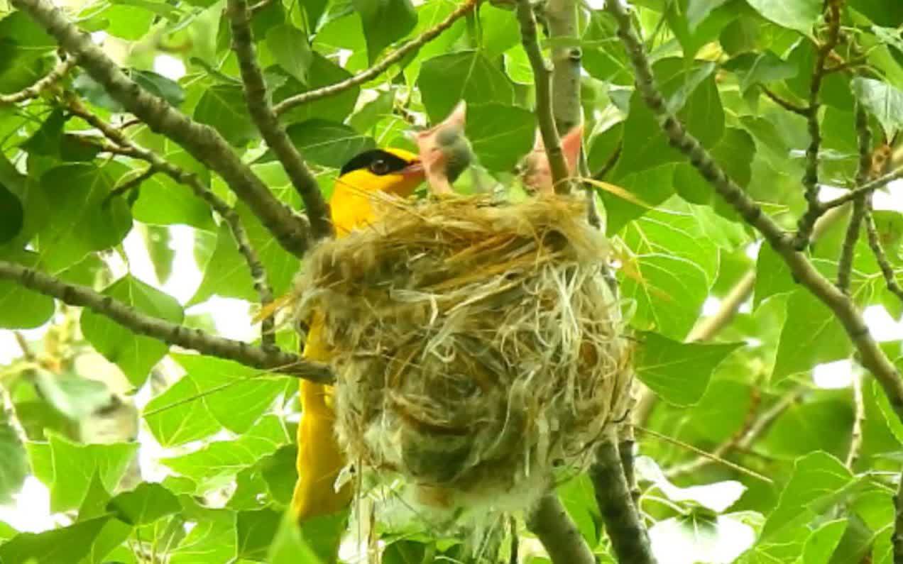 黑枕黄鹂的小宝宝刚出生 眼睛还没有睁开就摇头晃脑的要吃的