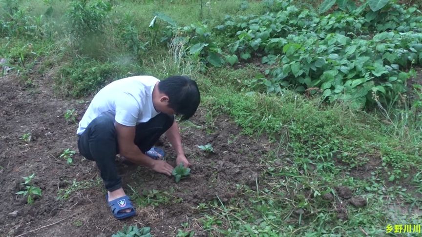 种植丝瓜的小细节,竟然在栽的过程中下起了大雨
