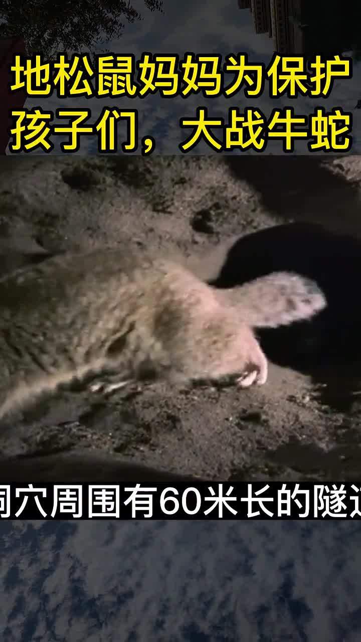 地松鼠为保护孩子们,大战牛蛇神奇动物在动物世界野外生活纪录片