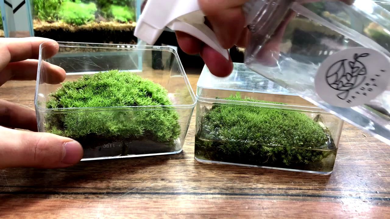 苔藓养护 | 带你全面了解苔藓微景观的台前与幕后