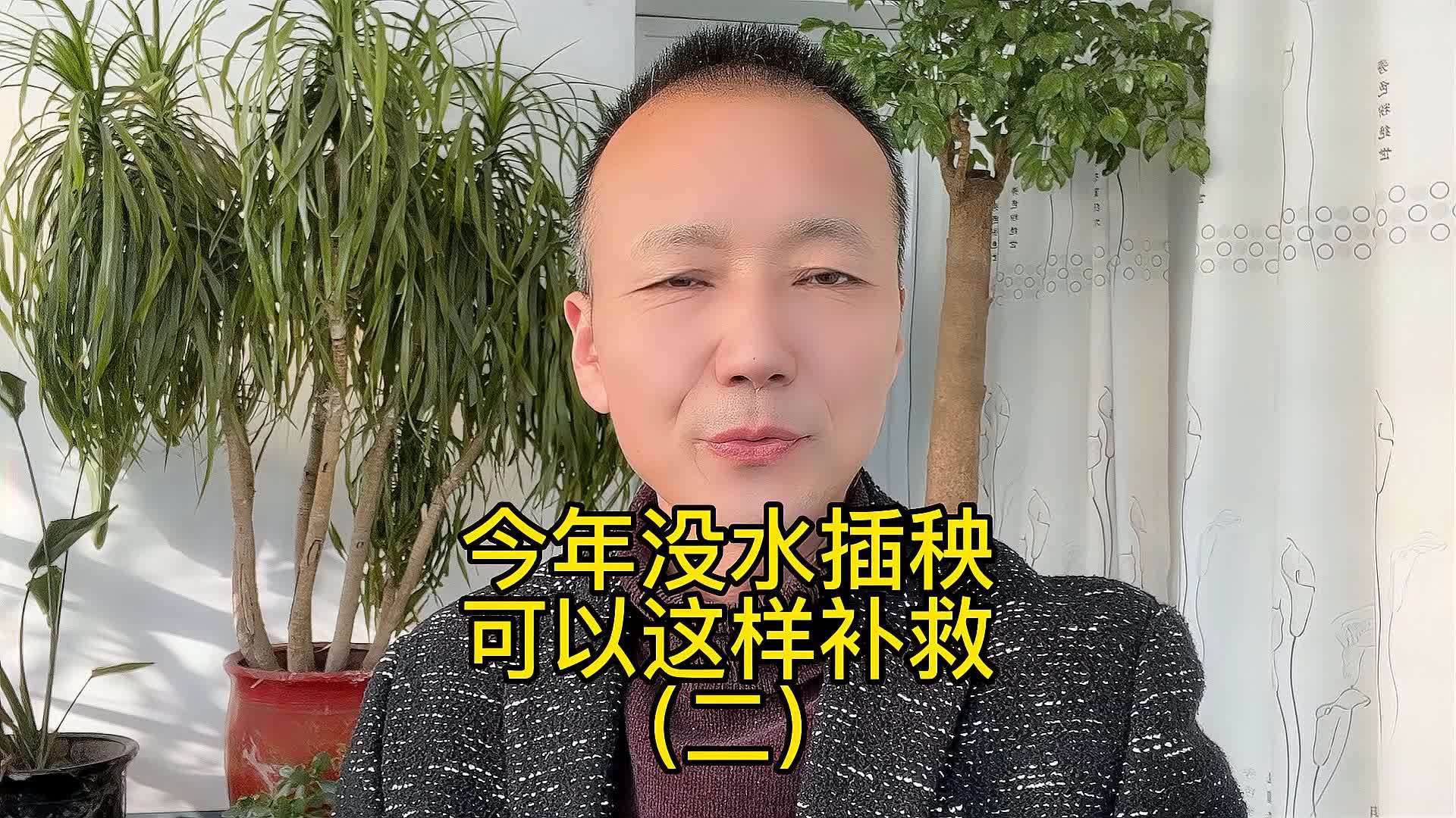 没水插秧,可以试试旱种稻(二)