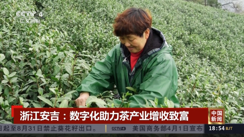 [中国新闻]浙江安吉:数字化助力茶产业增收致富