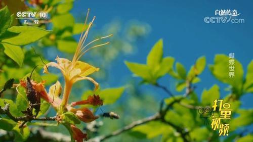 这种花结构特殊,好多昆虫都无法传粉,它如何繁衍?自然传奇