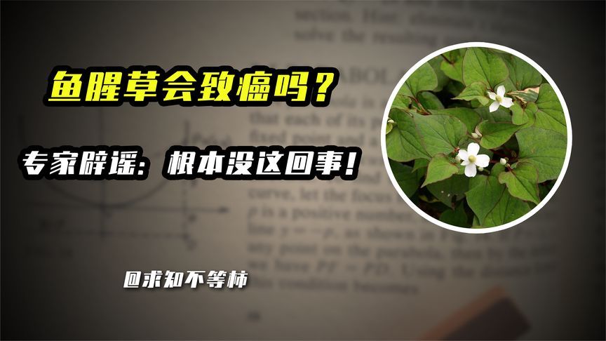 鱼腥草含有一级致癌物马兜铃酸,伤肾还有剧毒?专家辟谣:是假的