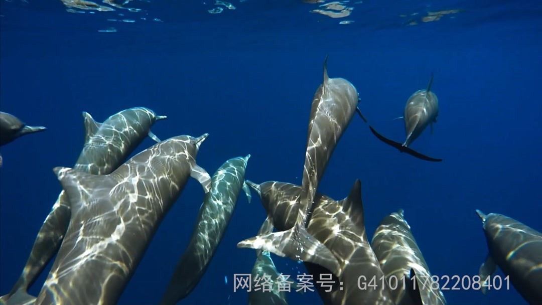 小动物历险记,探秘小动物王国