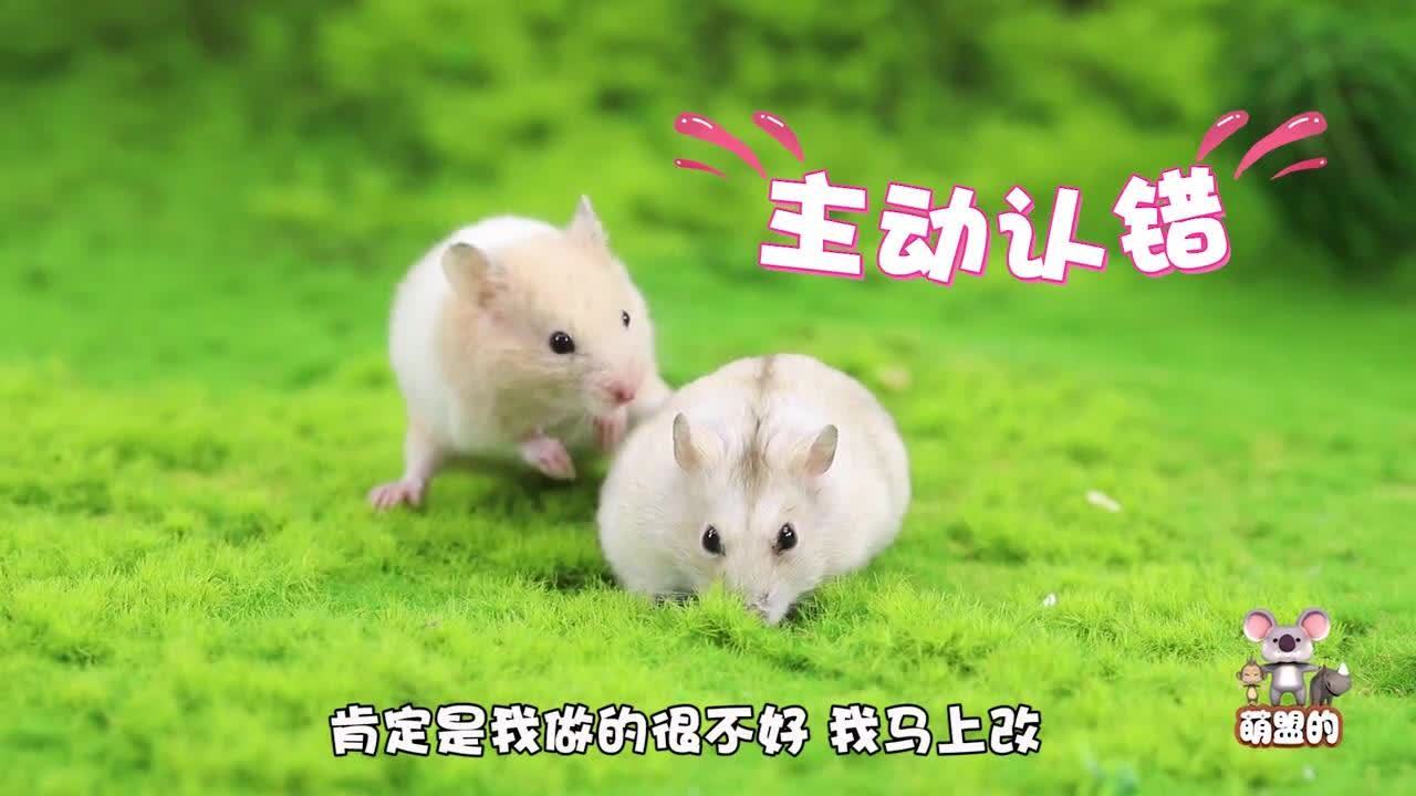 仓鼠对朋友和主人的区别对待,网友:主人做错了什么