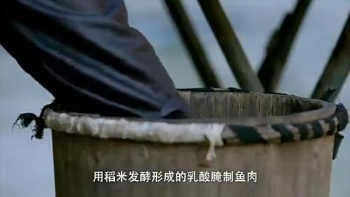 植物:水稻在不同地域生根,据说人们栽培的水稻品种超过十四万种